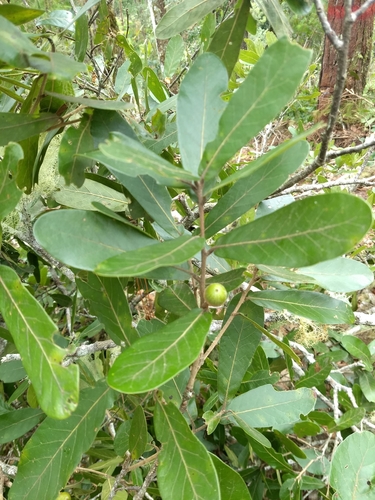 Encino (Quercus elliptica)