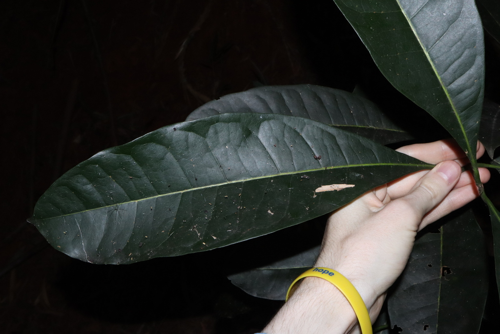 Native Olive from Cairns QLD, Australia on May 20, 2023 at 03:54 PM by ...