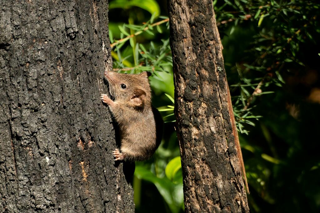 Agile Antechinus (Antechinus agilis) - Know Your Mammals