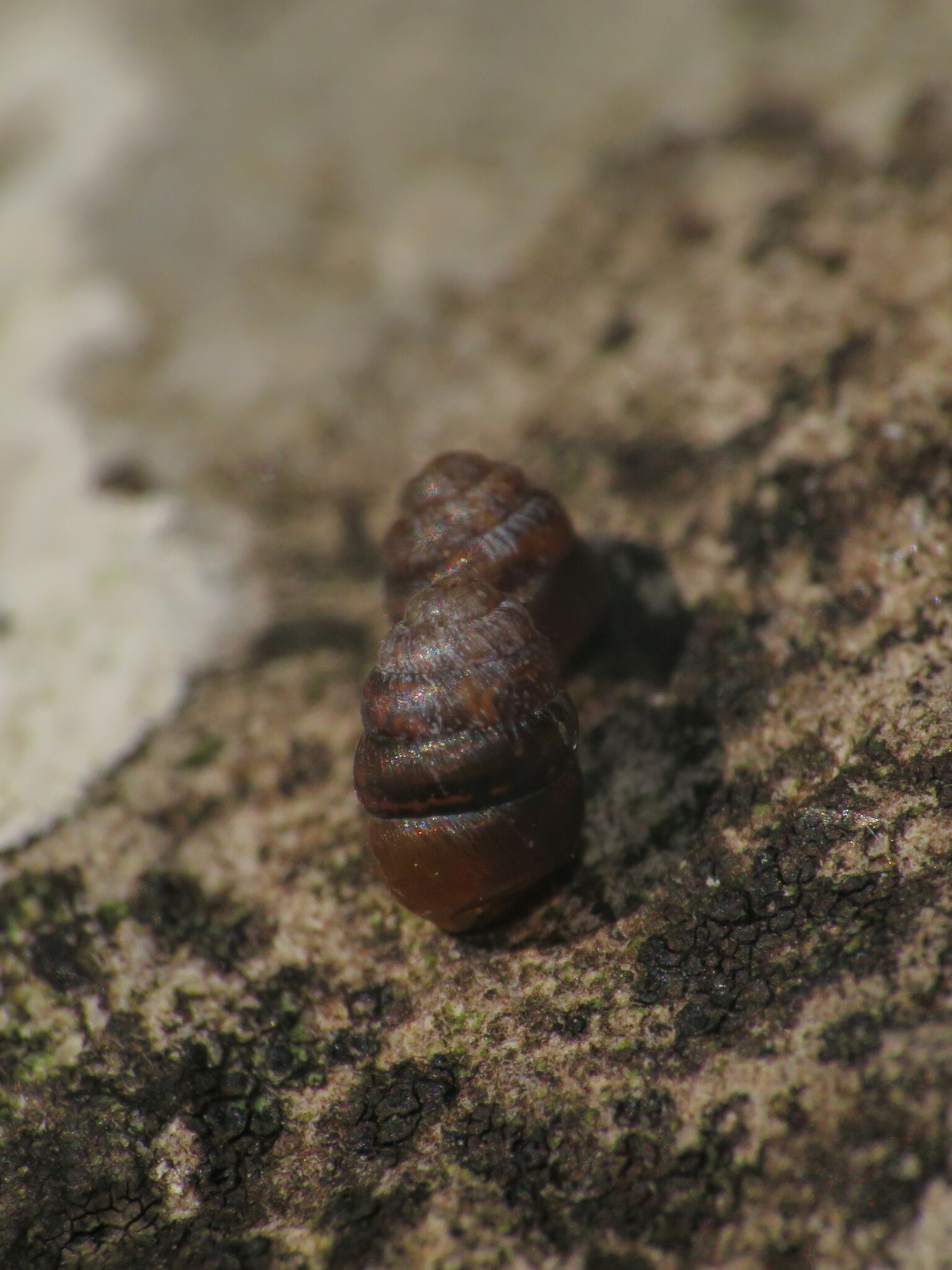 Pupilla muscorum (Linnaeus, 1758)