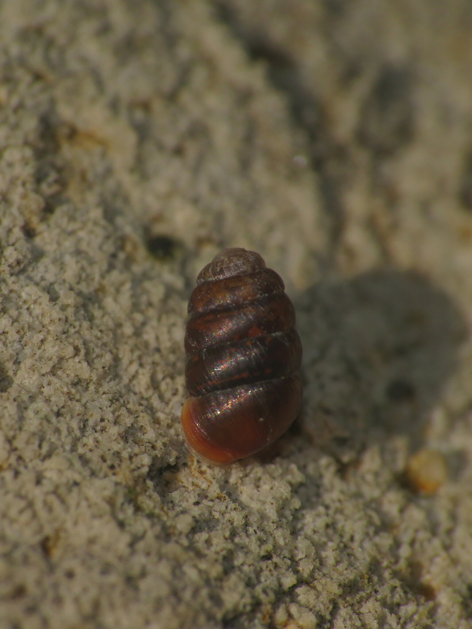 Pupilla muscorum (Linnaeus, 1758)