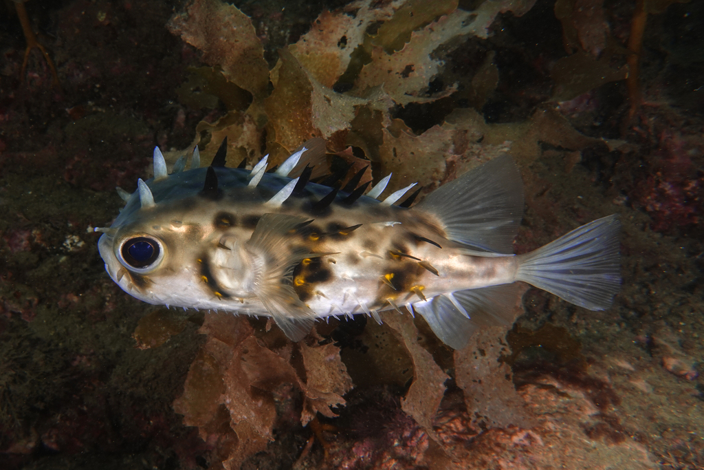 Deepwater Burrfish (Allomycterus pilatus) - Marine Life Identification
