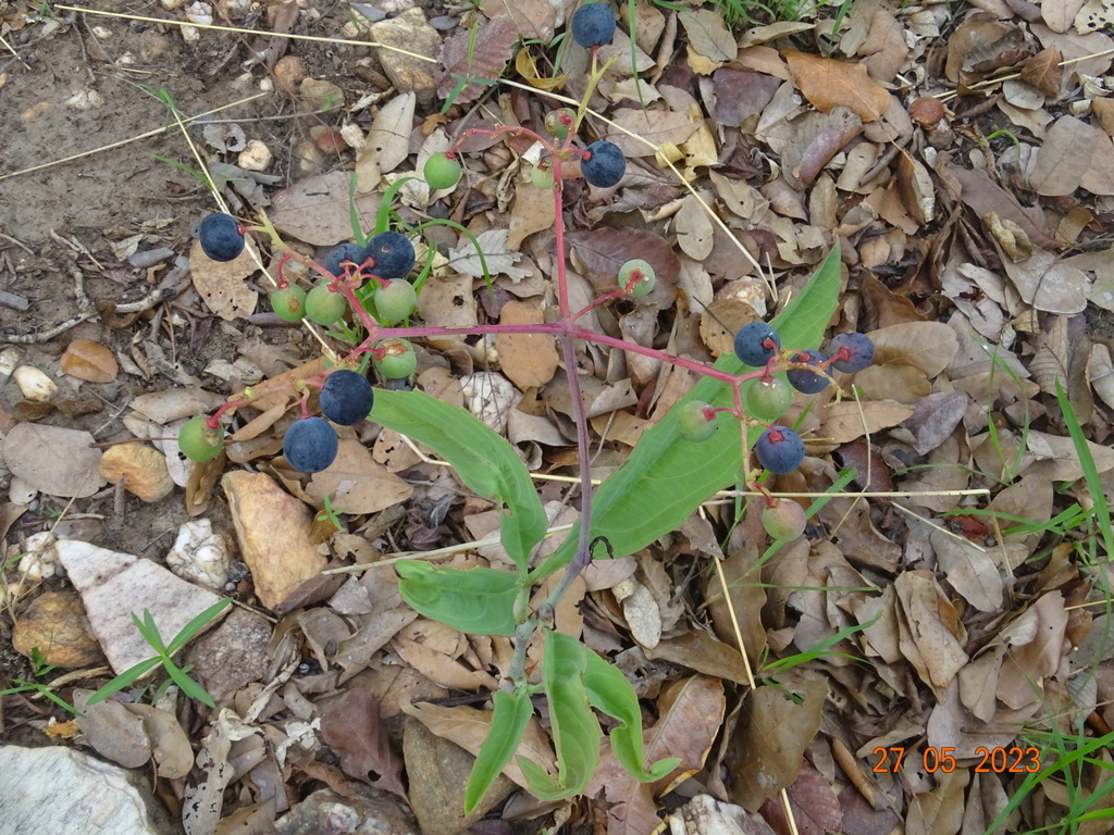 Cyphostemma junceum jatrophoides from Natitingou, Atakora, Benin on May ...