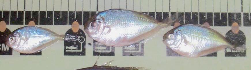 Butterfish from Gulf of Maine on October 16, 2002 at 12:00 AM by Joe ...