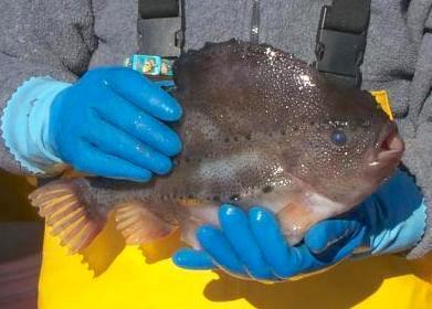 Lumpfish from Gulf of Maine on October 16, 2002 at 12:00 AM by Joe ...