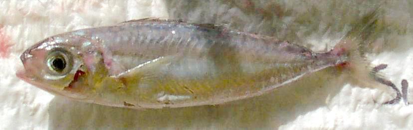 Silver-rag from Gulf of Maine on October 16, 2002 at 12:00 AM by Joe ...