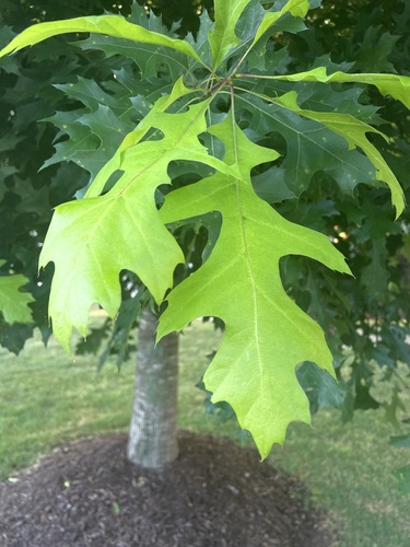 Observations by cjspace · iNaturalist