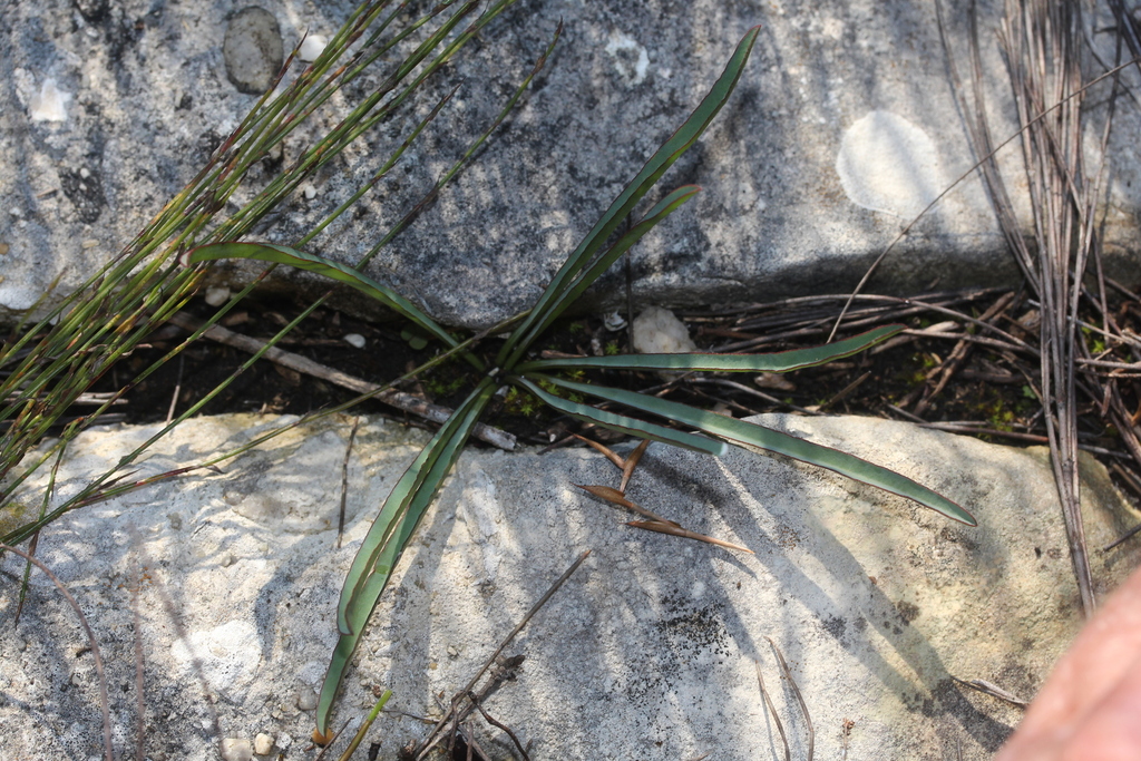 Narrowleaf Milkball from ACU 37 NWSMA on August 2, 2022 by Geoff ...