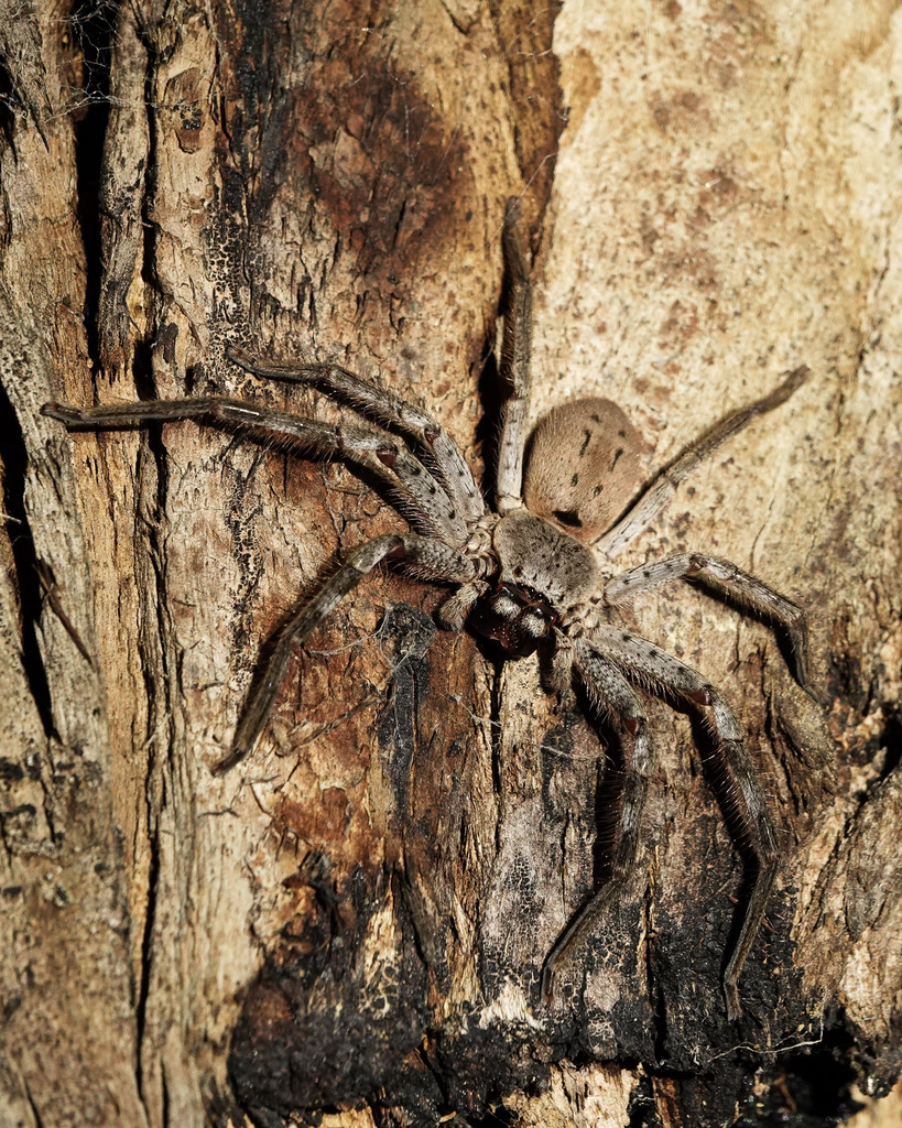 Mountain Huntsman from Blackburn VIC, Australia on March 22, 2023 at 08 ...