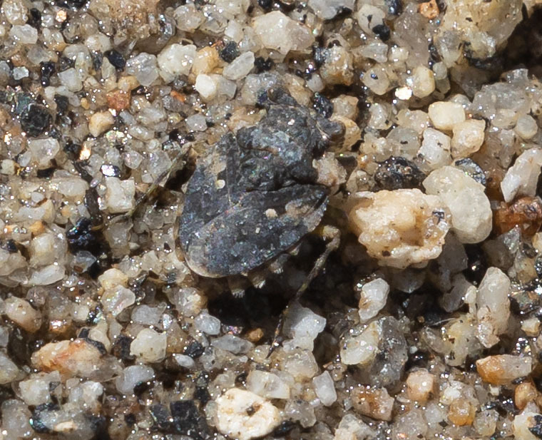 Big-eyed Toad Bug from Kern County, CA, USA on April 15, 2023 at 01:49 ...