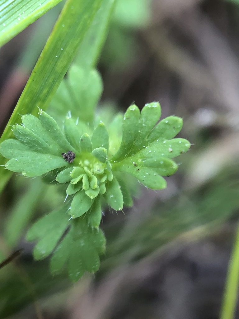 Slender parsley-piert from Breckland Forest, Thetford, England, GB on ...