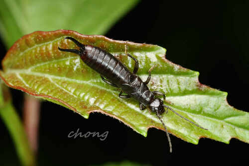 Observations by hanchongchong · iNaturalist