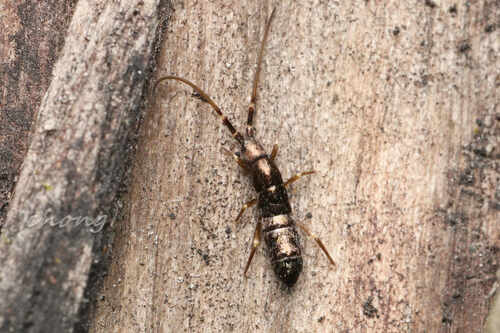 Observations by hanchongchong · iNaturalist