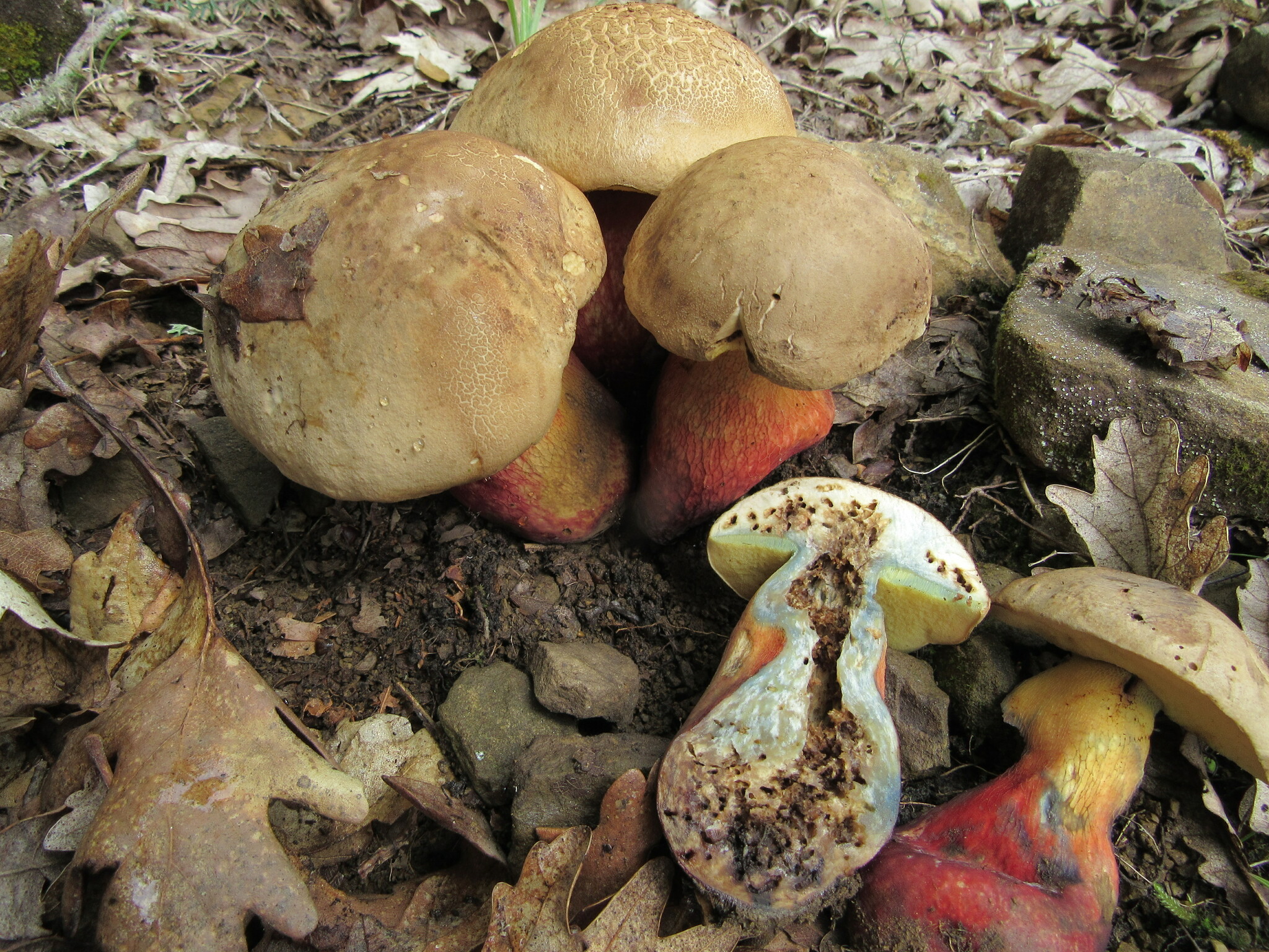 Caloboletus calopus (Pers.) Vizzini