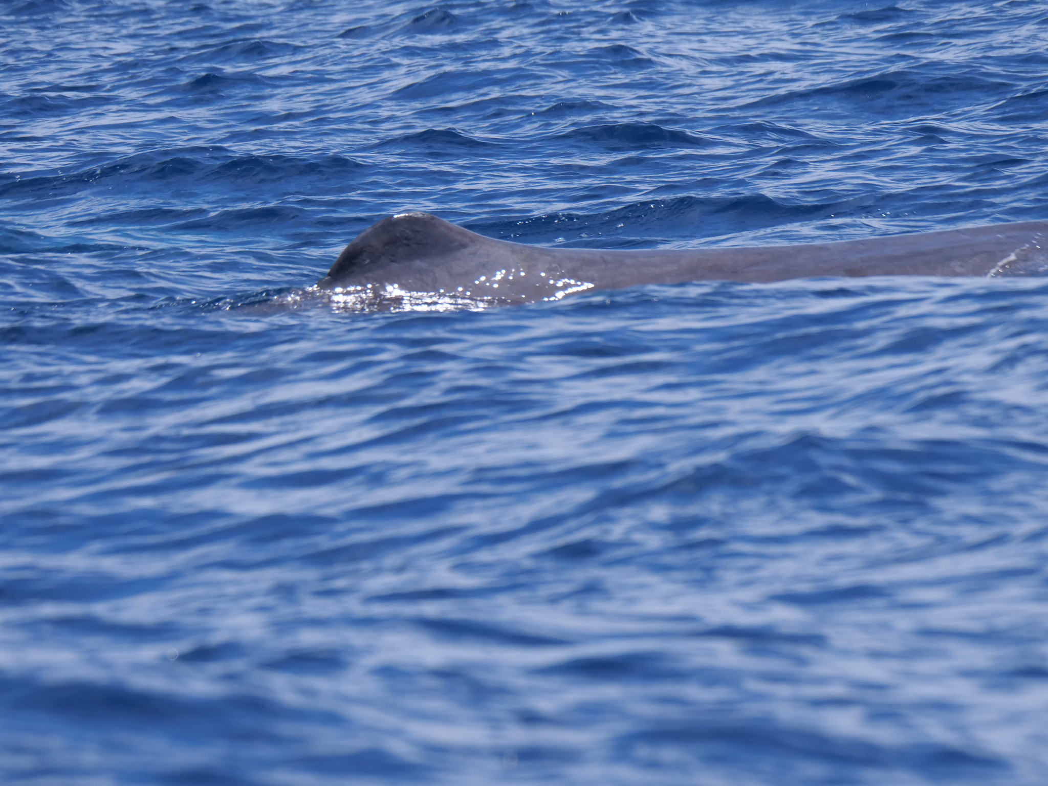 Physeter macrocephalus Linnaeus, 1758