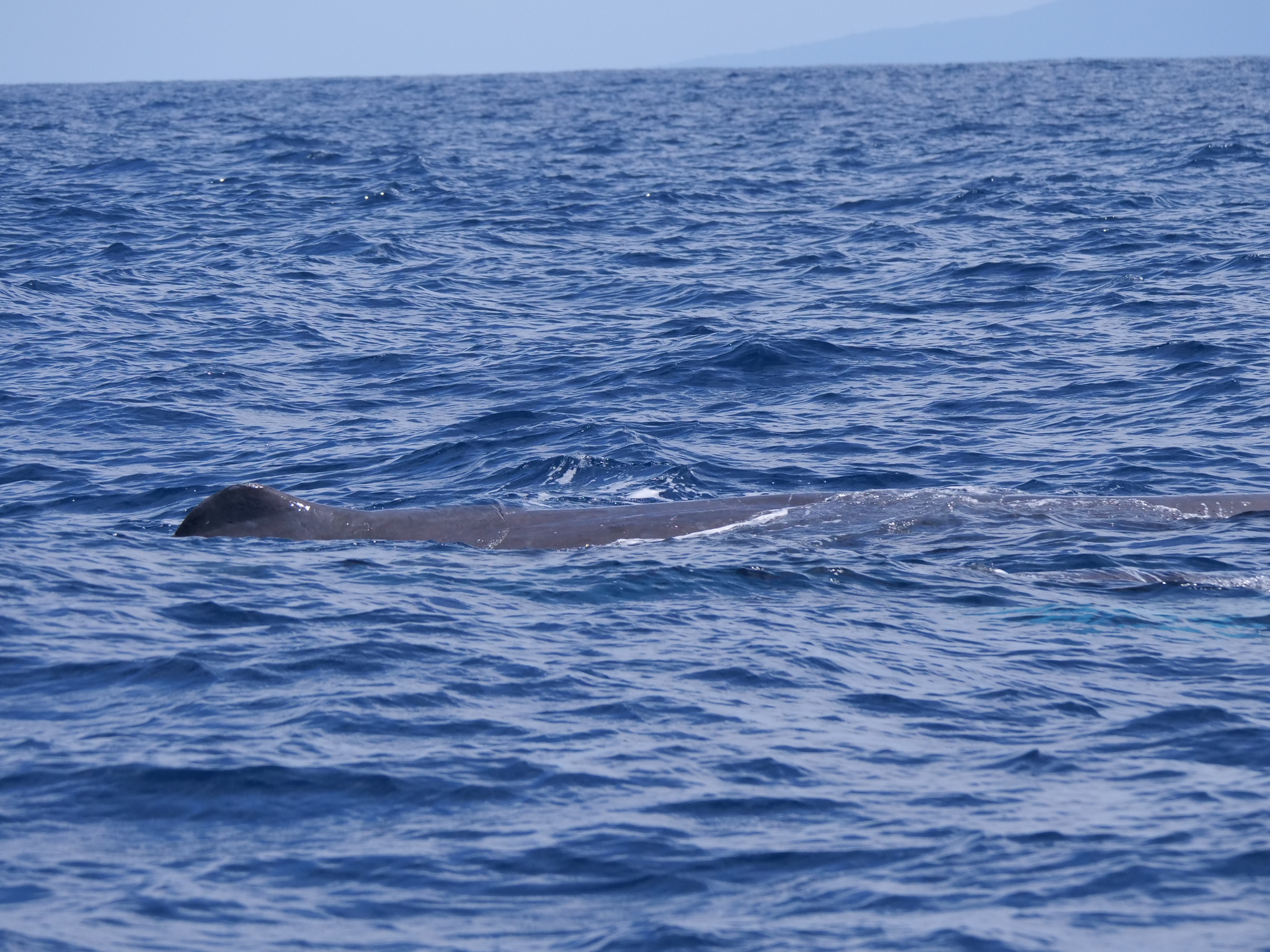Physeter macrocephalus Linnaeus, 1758