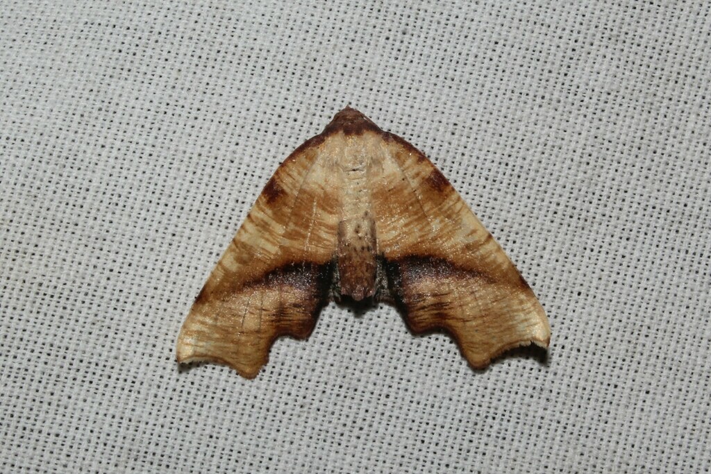 Fervid Plagodis Moth from Laurel Run, PA, USA on May 28, 2023 at 03:24 ...