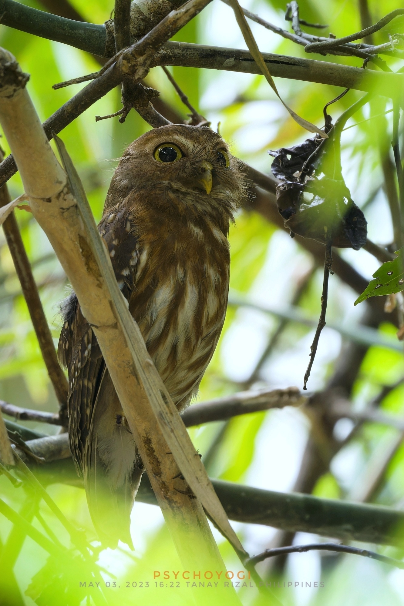 Ninox philippensis Bonaparte, 1855