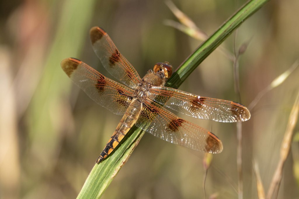 Painted Skimmer in May 2023 by nancylightfoot · iNaturalist
