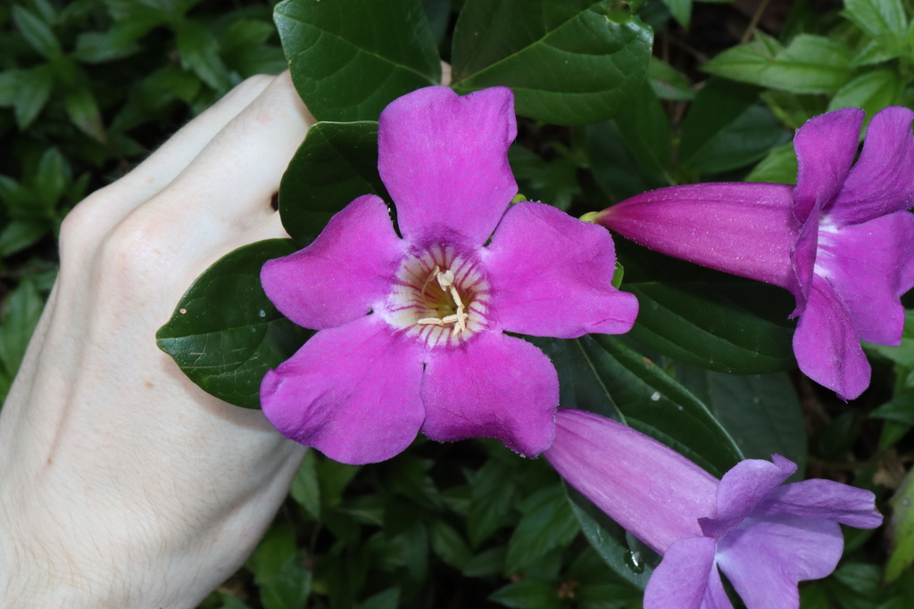 Purple funnel vine from Cairns QLD, Australia on May 28, 2023 at 01:33 ...