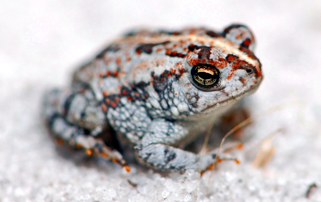 Oak Toad (Fauna of Broward County, Florida) · iNaturalist