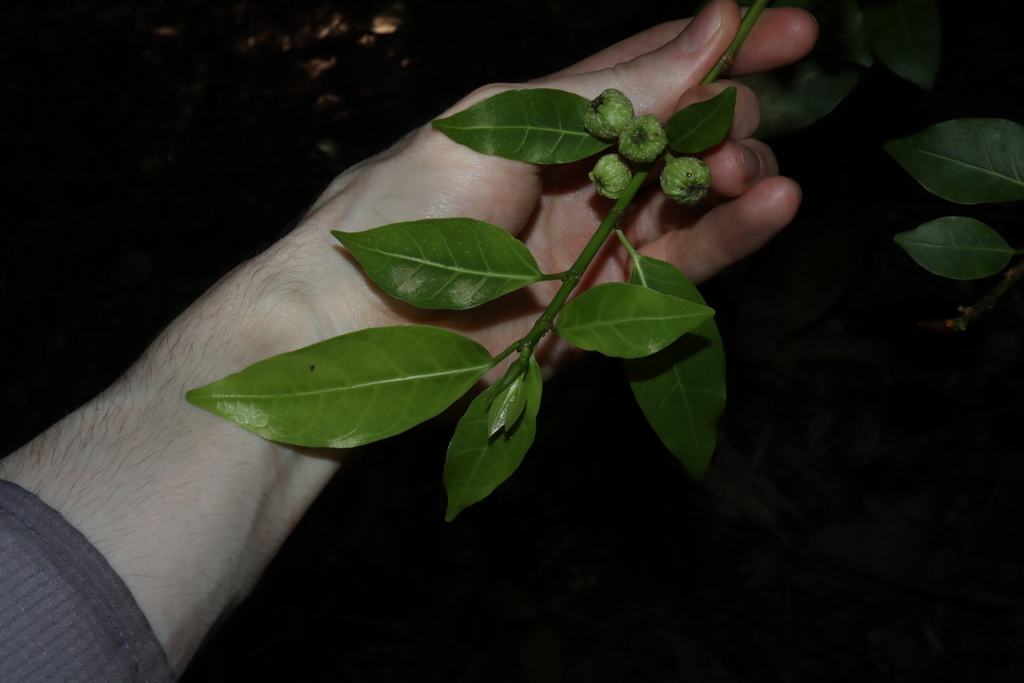 hauli tree from Cairns QLD, Australia on May 28, 2023 at 12:11 PM by ...