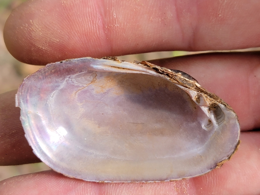 Little Spectaclecase from Brierfield, AL 35035, USA on May 28, 2023 at ...