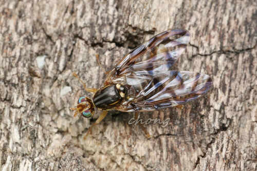 Observations by hanchongchong · iNaturalist