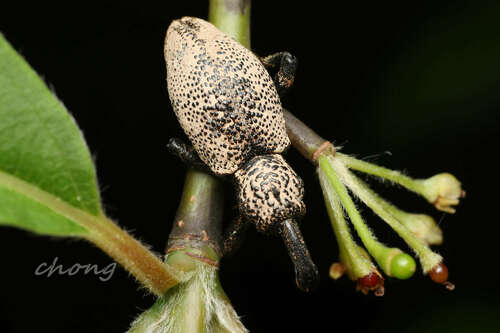 Observations by hanchongchong · iNaturalist