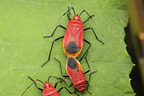 Observations by hanchongchong · iNaturalist