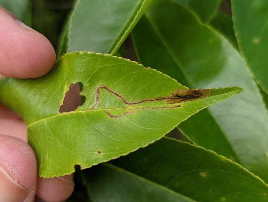 Apple Flea Weevil from Galloway, NJ, USA on May 28, 2023 at 10:21 AM by ...