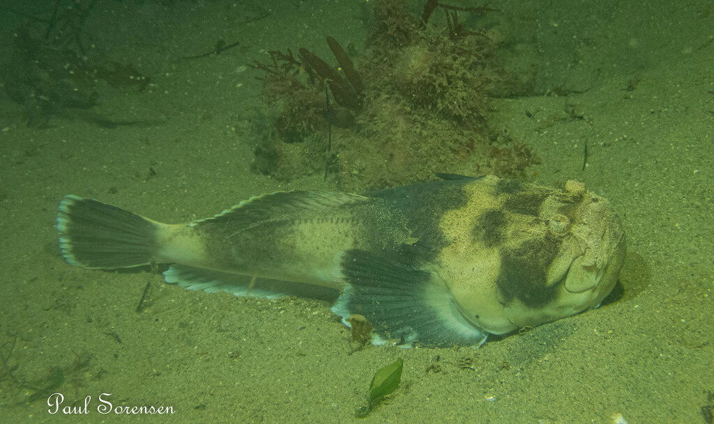 Common Stargazer from Blairgowrie Pier, Victoria, Australia on October ...