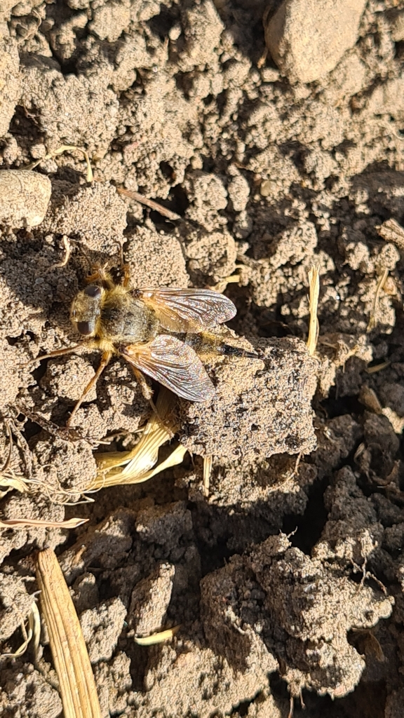 Deer Warble Fly from 60192, Lietuva on May 20, 2023 at 06:06 PM by ...