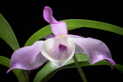 Dendrobium tortile · iNaturalist
