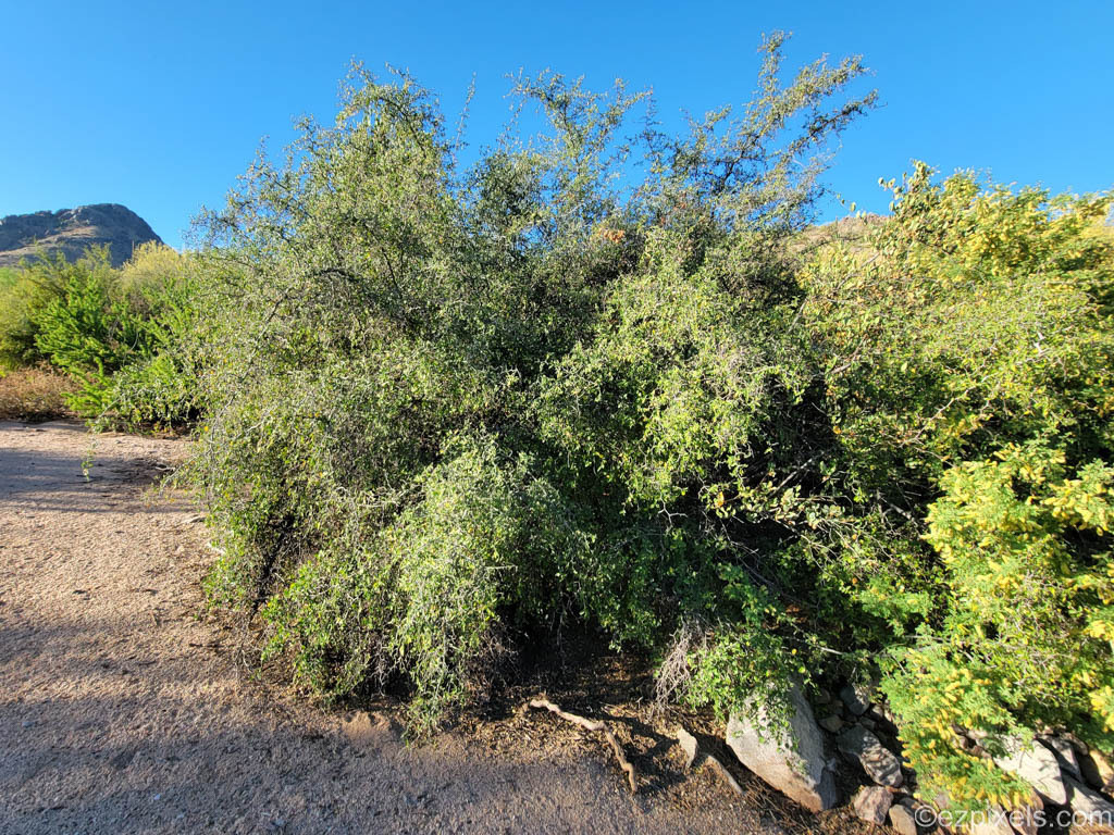 spiny hackberry from Scottsdale's McDowell Sonoran Preserve, Maricopa ...