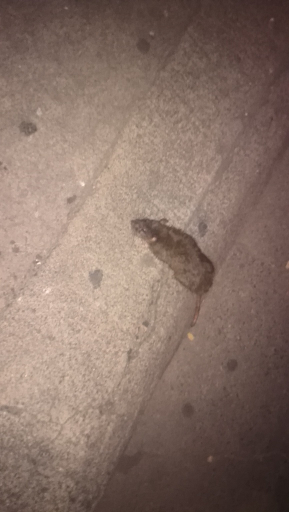 Mexican Woodrat from tepatitlan on December 31, 2015 at 12:49 AM by ...