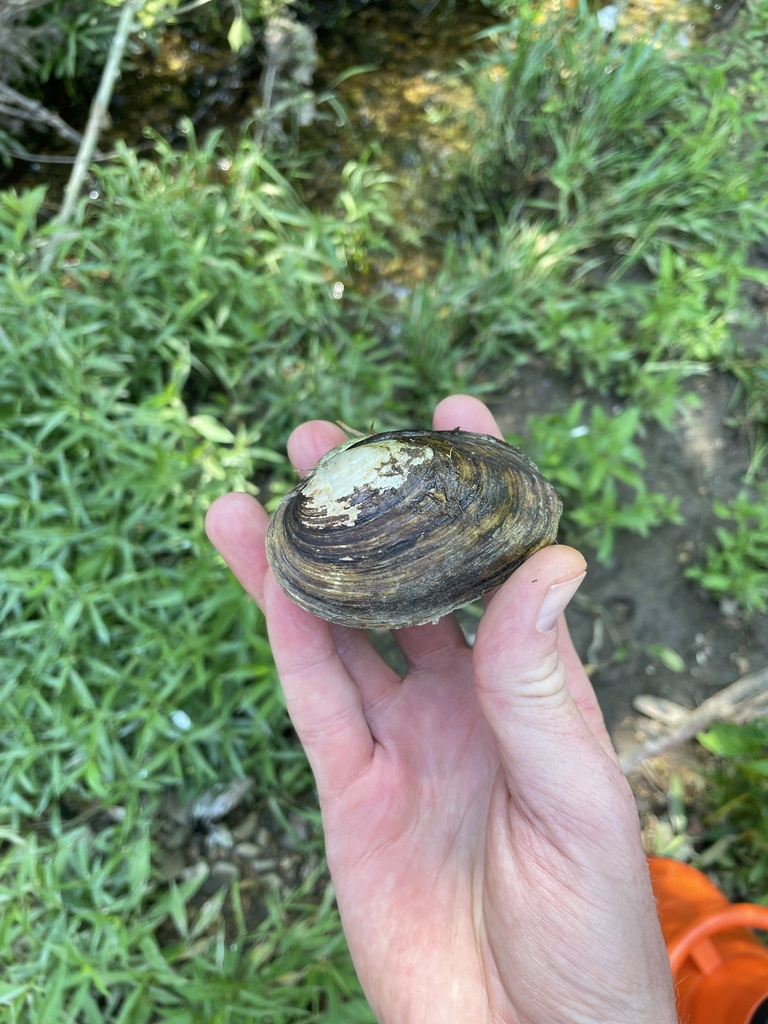 Ozark Pigtoe in May 2023 by Caleb Knerr · iNaturalist