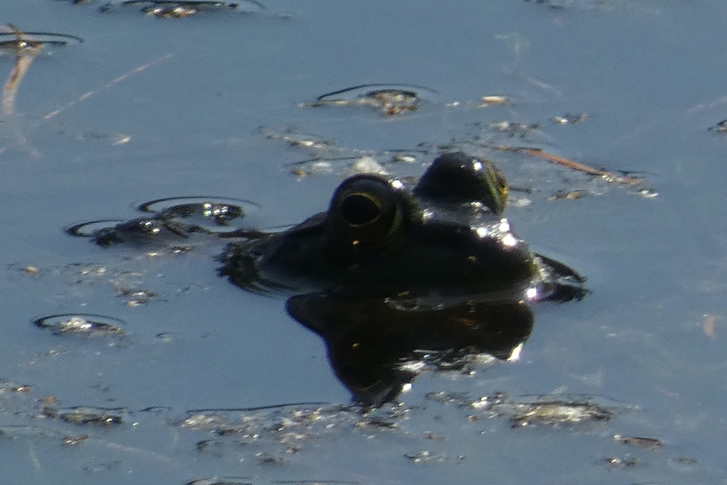 American Bullfrog from Bothell, WA, USA on May 29, 2023 at 03:12 PM by ...