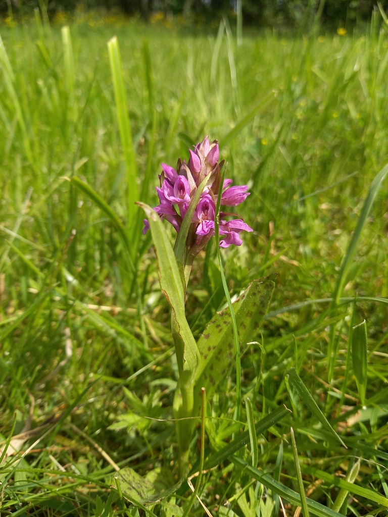 Broad-leaved Marsh Orchid in May 2023 by Sofja Komar · iNaturalist