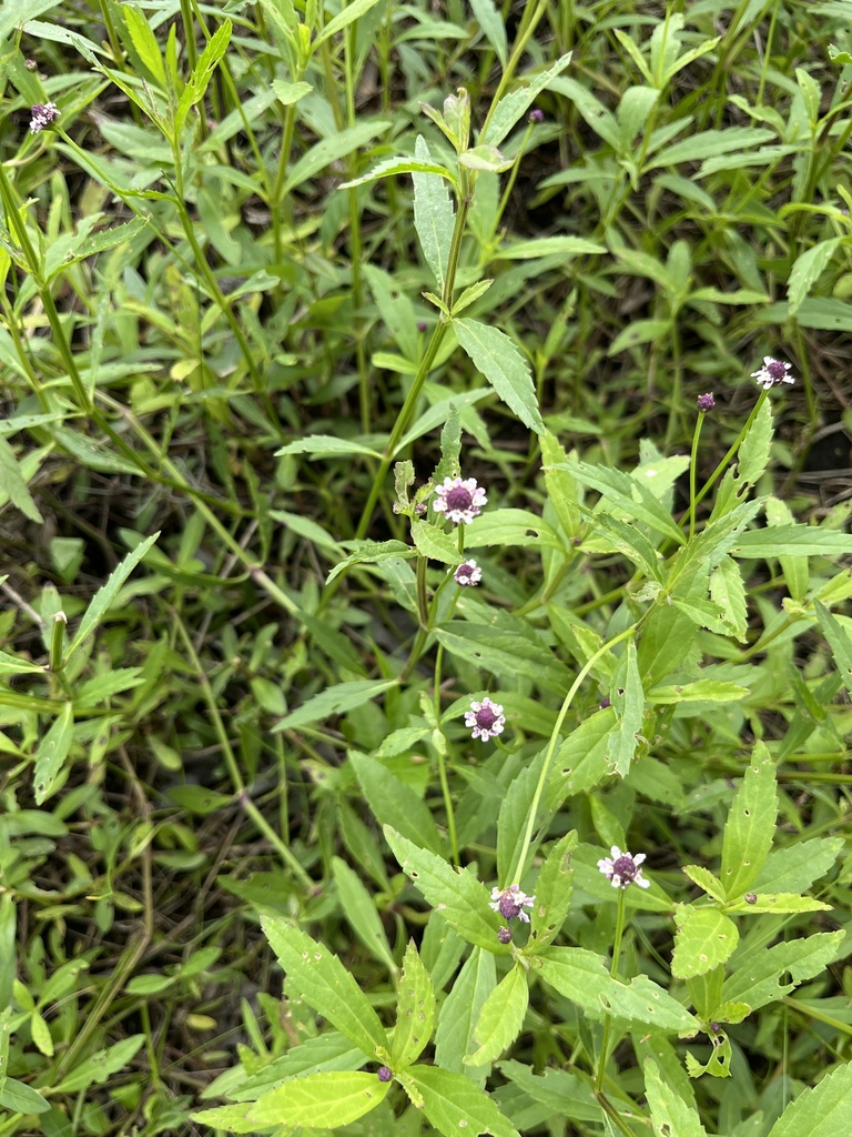 lanceleaf frogfruit from Oak Grove Plantation Dr, Seabrook, SC, US on ...