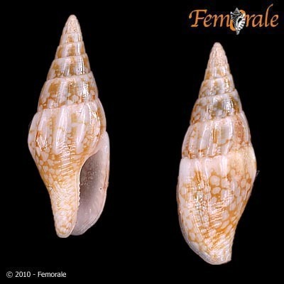 Anachis semiplicata · iNaturalist