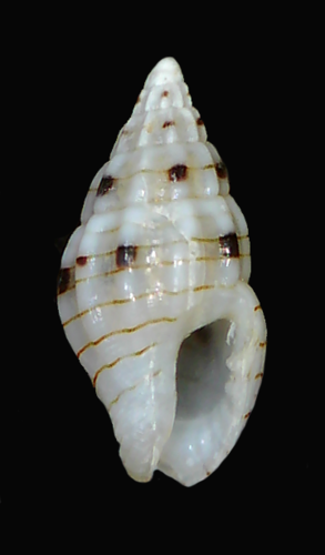 Anachis gaskoini · iNaturalist