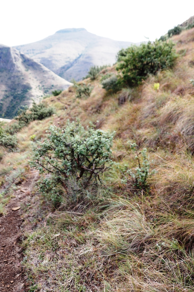 Ouhout from Ribbok Trail, day 1, Boskloof east side, Golden Gate ...