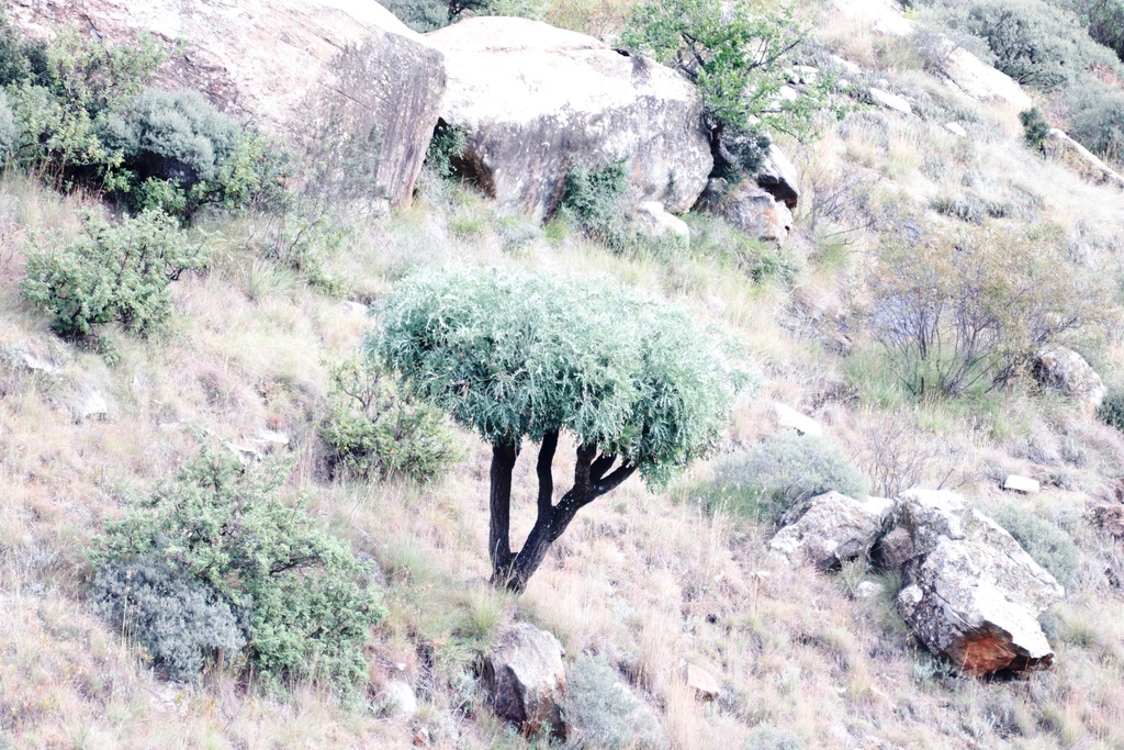 Southern Cabbagetree from Ribbok Trail, day 1, Boskloof east side ...