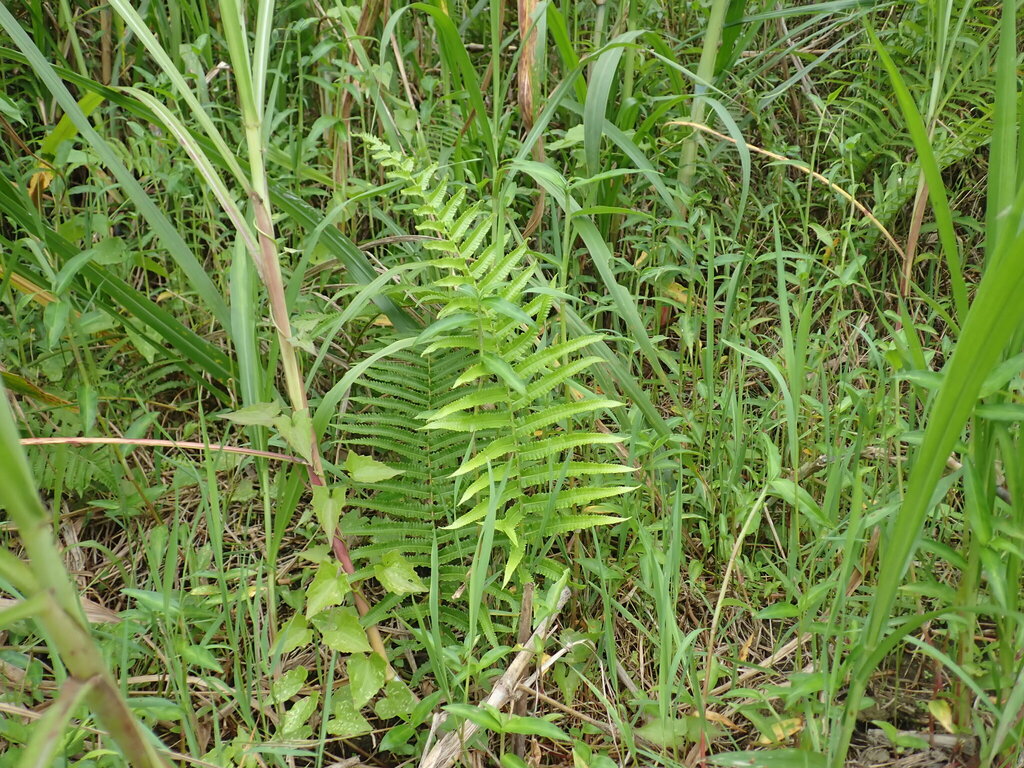 Christella arida from 台灣花蓮縣 on May 30, 2023 at 02:45 PM by zinnwee ...