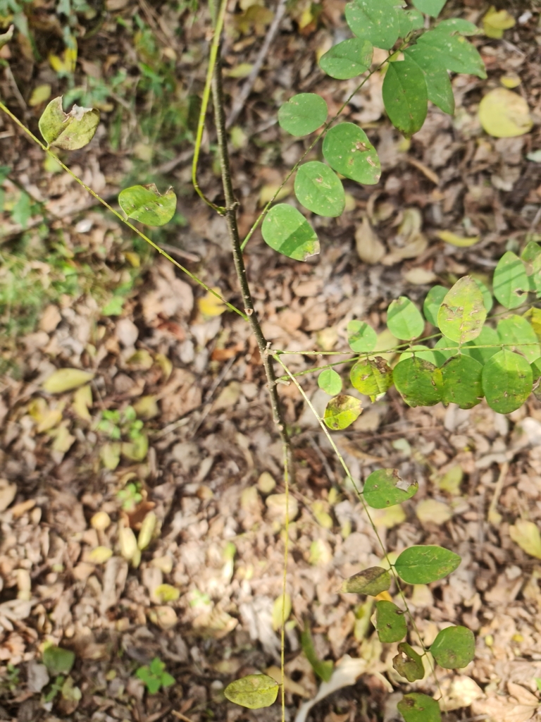 Soap Bush from Carletonville, 2499, South Africa on May 30, 2023 at 11: ...