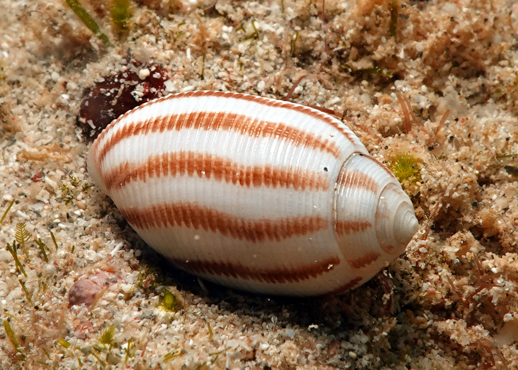 Maxacteon flammeus from Lighthouse Bay, Exmouth, WA, Australia on ...