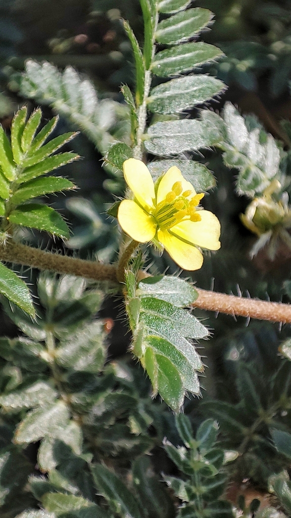 puncture vine from Calle Brasil on May 30, 2023 at 08:16 AM by Jorge ...