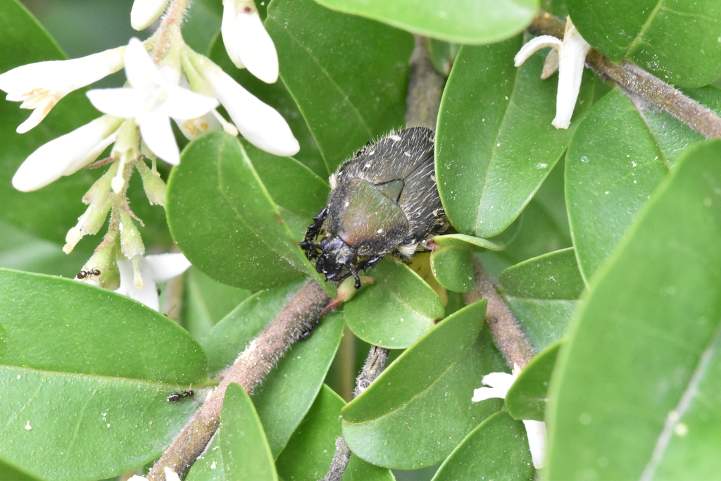 Blue Flower Chafer from 대한민국 충청남도 태안군 태안읍 on May 30, 2023 at 03:38 PM ...