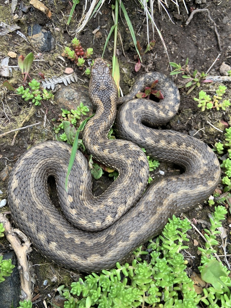 Vibora de Seoane (Guía Completa de los Vertebrados Silvestres de Lemoa ...